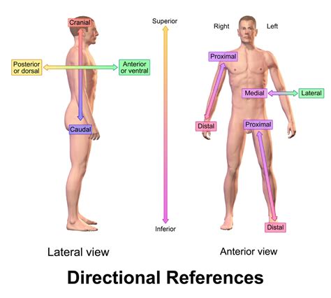Terminology In Physiotherapy