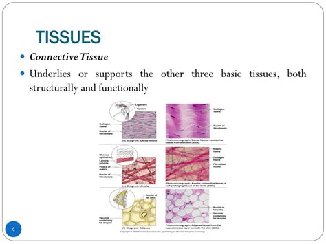 Ppt Apical Surface Modifications Of The Cell Powerpoint Presentation Id 1952026
