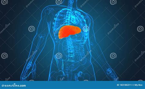 Epatica 3d Illustrazione Anatomia Del Sistema Digestivo Umano