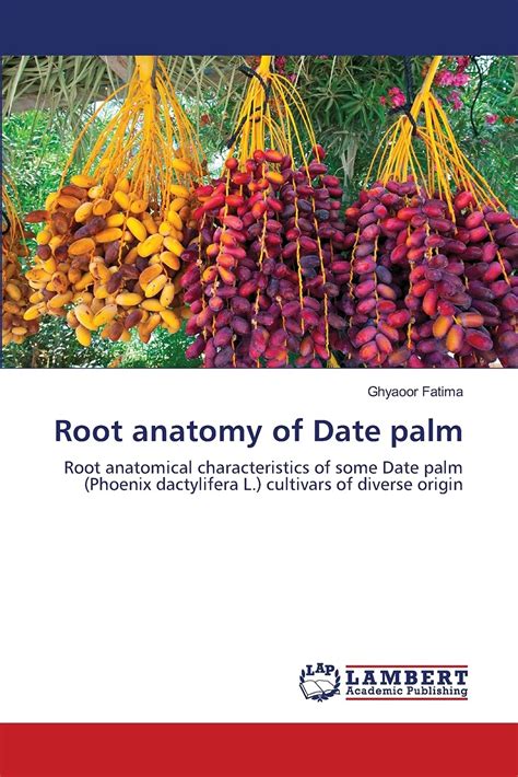 Root Anatomy Of Date Palm Root Anatomical Characteristics Of Some Desertcart Australia