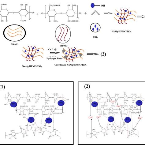 Possible Structure Of The Naalg Hpmc Tio2 Nanocomposite A And B