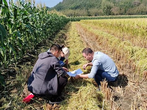 南平市松溪县举办2023年水稻机收减损现场会 农机新闻网