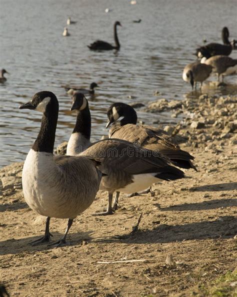 Pair Of Geese Together With Other Birds Stock Image - Image of standing ...