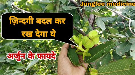 अर्जुन का पेड़ और उसकी छाल के फायदे और नुकसान Benefits Of Arjun Tree