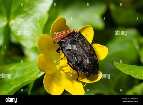 A Carrion Beetle Oiceoptoma Thoracica Sits On A Yellow Flower In
