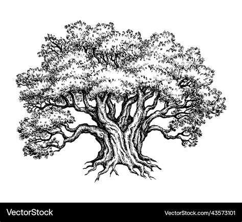 Top 999 Tree Sketch Images Amazing Collection Tree Sketch Images Full 4k