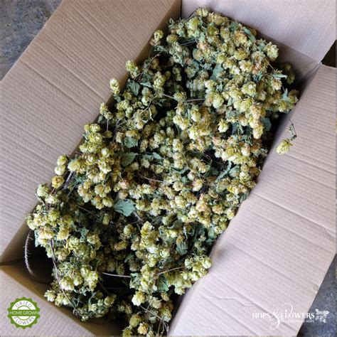 Mini Dried Hop Garland Home Delivery Essentially Hops