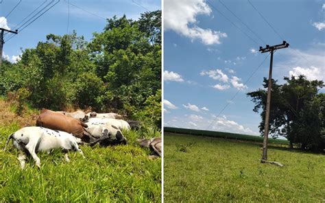 Dez gados morrem após um cabo de energia se romper em zona rural no GO Jornal de Brasília