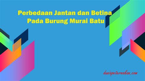 Perbedaan Jantan Dan Betina Pada Burung Murai Batu