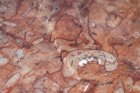 Red Fossiliferous Limestone Stock Image Image Of Formation Outdoor 257167517