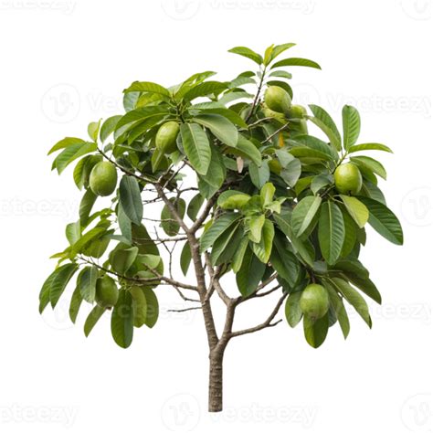 Sleek Guava Tree For Modern Graphic Applications 65681098 Png