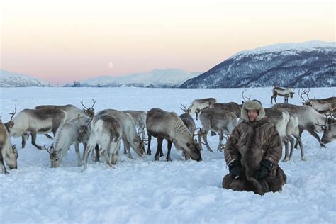 Sami Culture And Short Reindeer Sledding From Tromso