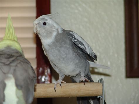 Cockatiel {nymphicus Hollandicus} Cockatiel Native To Aust… Flickr