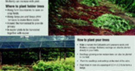 Plant Fodder Trees For More Milk And Cash