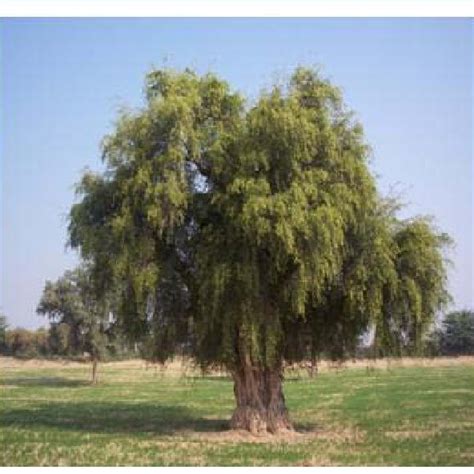 Pdf Some Important Fruit Trees And Shrubs Of Hot Arid Regions Of