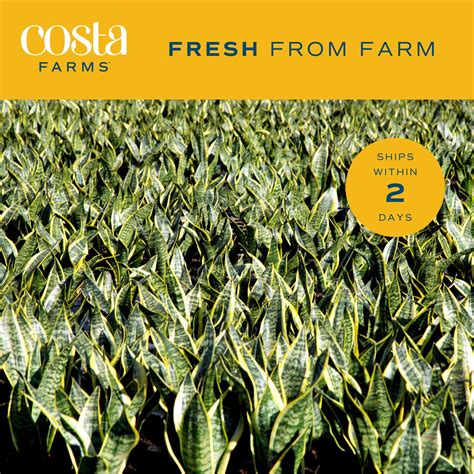 Costa Farms Snake Plant Live Indoor And Outdoor Sansevieria Plant