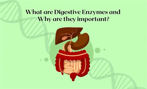 What Are Digestive Enzymes And Why Are They Important Jmd Medico