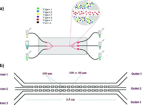 A Schematic View Of The Chip For Target Separation B Microfluidic