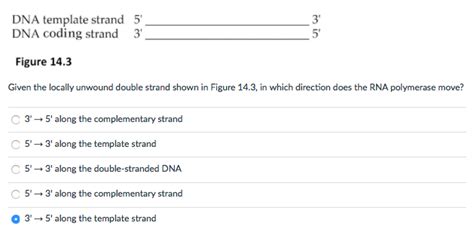 Solved Dna Template Strand 53 Dna Coding Strand