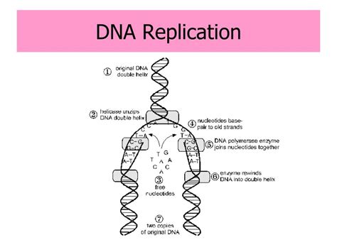 Ppt Chapter 9 Chromosomes And Dna Replication Powerpoint