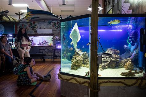Aquarium And Shark Lab By Team Ecco Welcome To Hendersonville Nc