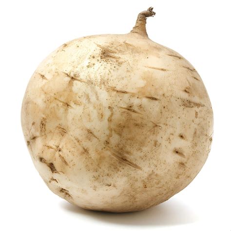 Jicama Root Vegetable Large Brown Globular Root Object Must Isolated On