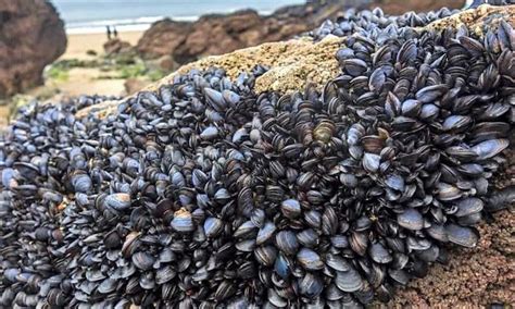 Microplásticos En Mejillones El Océano Nos Está Devolviendo Nuestra
