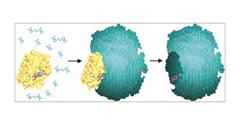 Molecularly Imprinted Microgels As Enzyme Inhibitors Journal Of The American Chemical Society