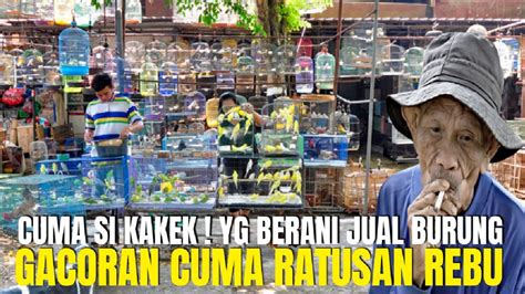 SI KAKEK INI BAKAL VIRAL JUAL BURUNG GACORAN BERKWALITAS TINGGI