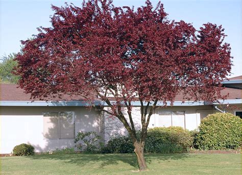 Prunus Cerasifera Thundercloud Cherry Plum Leafland