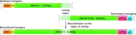 An Aav Dual Vector Strategy Ameliorates The Stargardt Phenotype In Adult Abca4− − Mice Human
