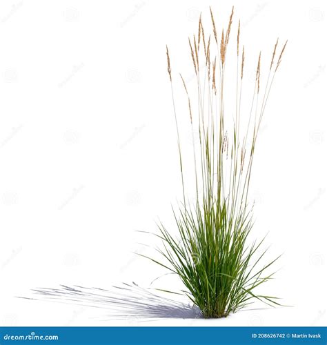 Ornamental Grass Landscape Stock Image 178345915