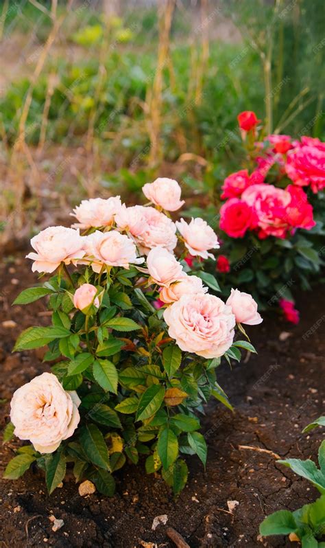 Rosa Rosa De Jardín En Un Arbusto En El Jardín De Verano Jugosa