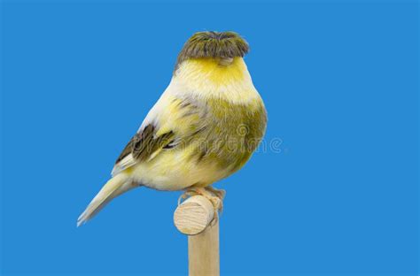Gloster Canary Bird Perched In Softbox Stock Photo Image Of Crafted