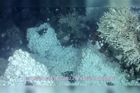海洋中长相奇特的生物你又知道几个呢盘点十个奇特的海洋生物科普 动物科普 海底世界