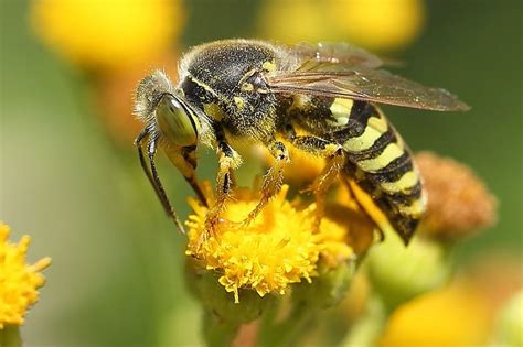 Harkwesp Van Vroegevogels Natuur