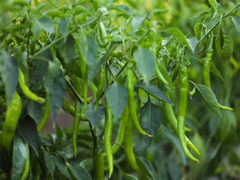 Chilli Crop Is Getting Ruined Due To Pest Attack In Maharashtra