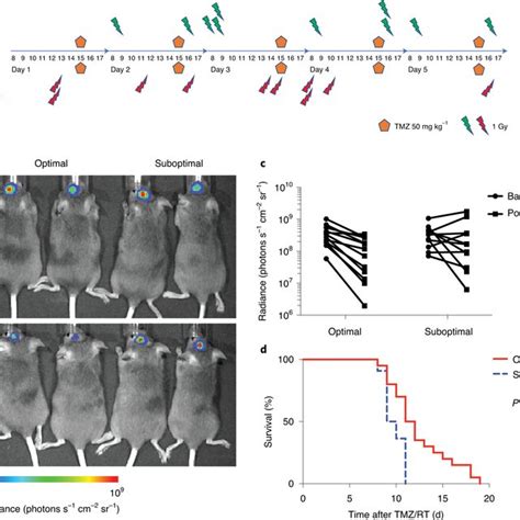a computational model of the gbm microenvironment a schematic of the