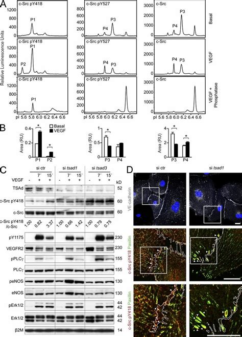 vegf induced activation of src and the effect of tsad silencing a