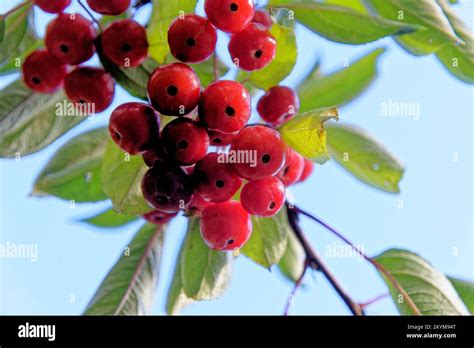 Ripe Red Crabapples Crab Apples Malus Hang On An Apple Tree Malus