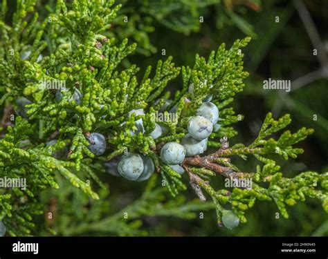 Juniperus Sabina