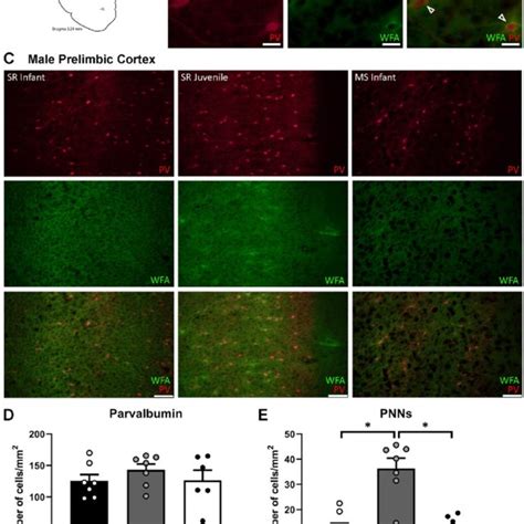 A A Representative Diagram Of The Prelimbic Cortex B Download A A Representative Diagram Of The Prelimbic Cortex B Download