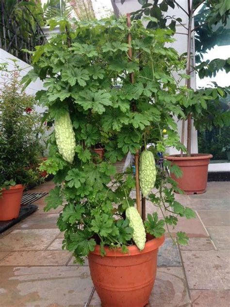 How To Grow Bitter Melon In Pots Bitter Gourd Care Tips Artofit