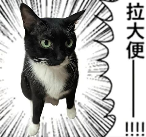 奶牛猫表情包又增加了！ 相关表情包 表情包专辑 求表情网 斗图从此不求人