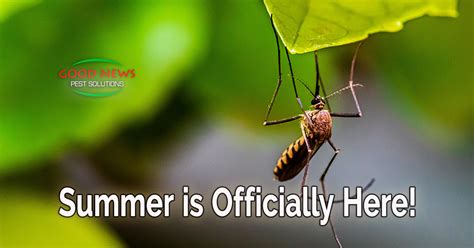 Summer Is Officially Here Pest Control In Venice FL Good News