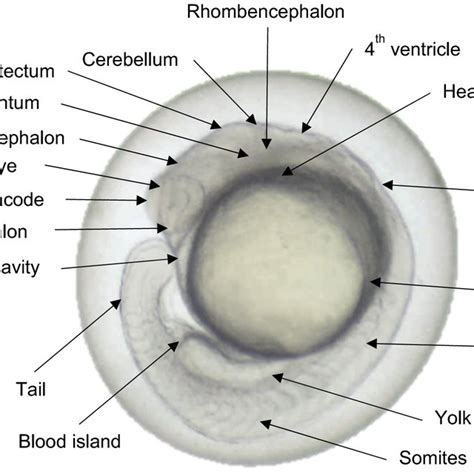 Morphology Of Normal Zebrafish Danio Rerio Embryo At 24 Hpf
