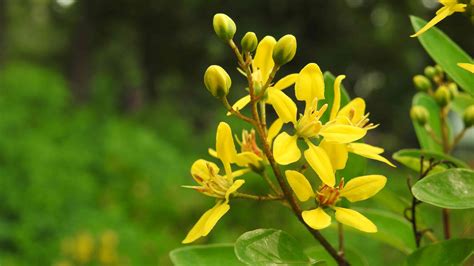 Rue Plant Care And Growing Guide