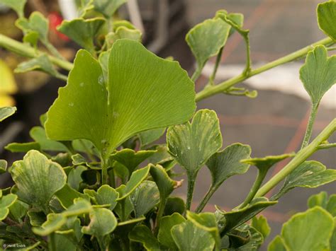 Ginkgo Biloba Chris Dwarf Herrenkamper Gärten Pflanzenraritäten