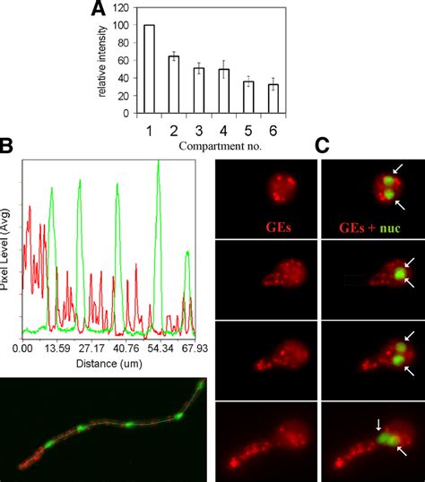 polarization of ges ahead of the leading nucleus a strain coexpressing