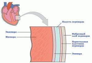 Blank Heart Diagram for Heart Anatomy Study